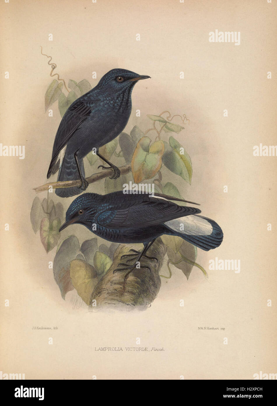 This ornithological compilation includes various studies and findings ...