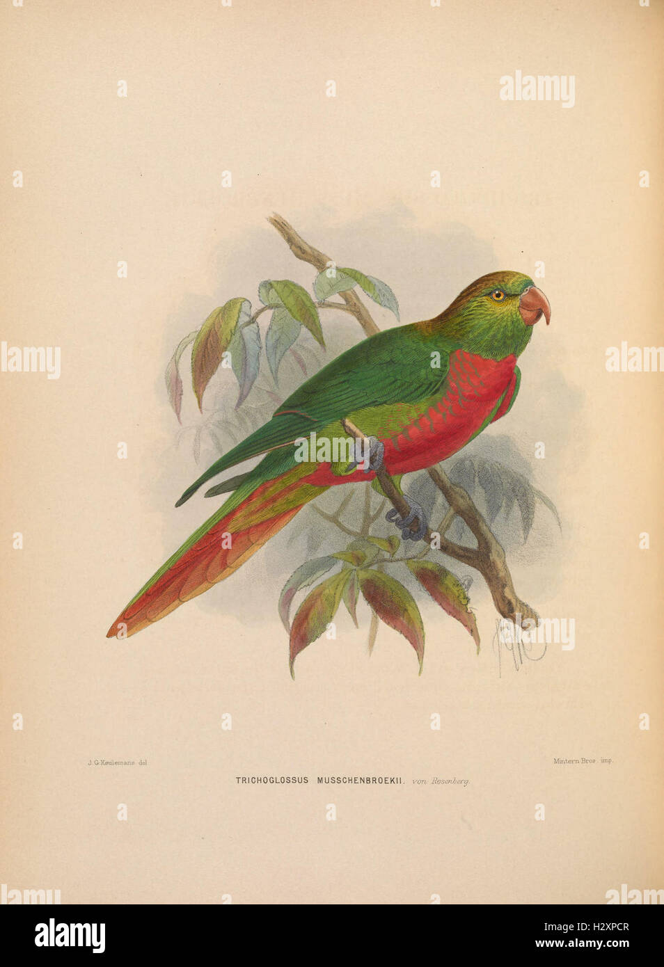 A compilation of various ornithological studies, exploring the behavior ...