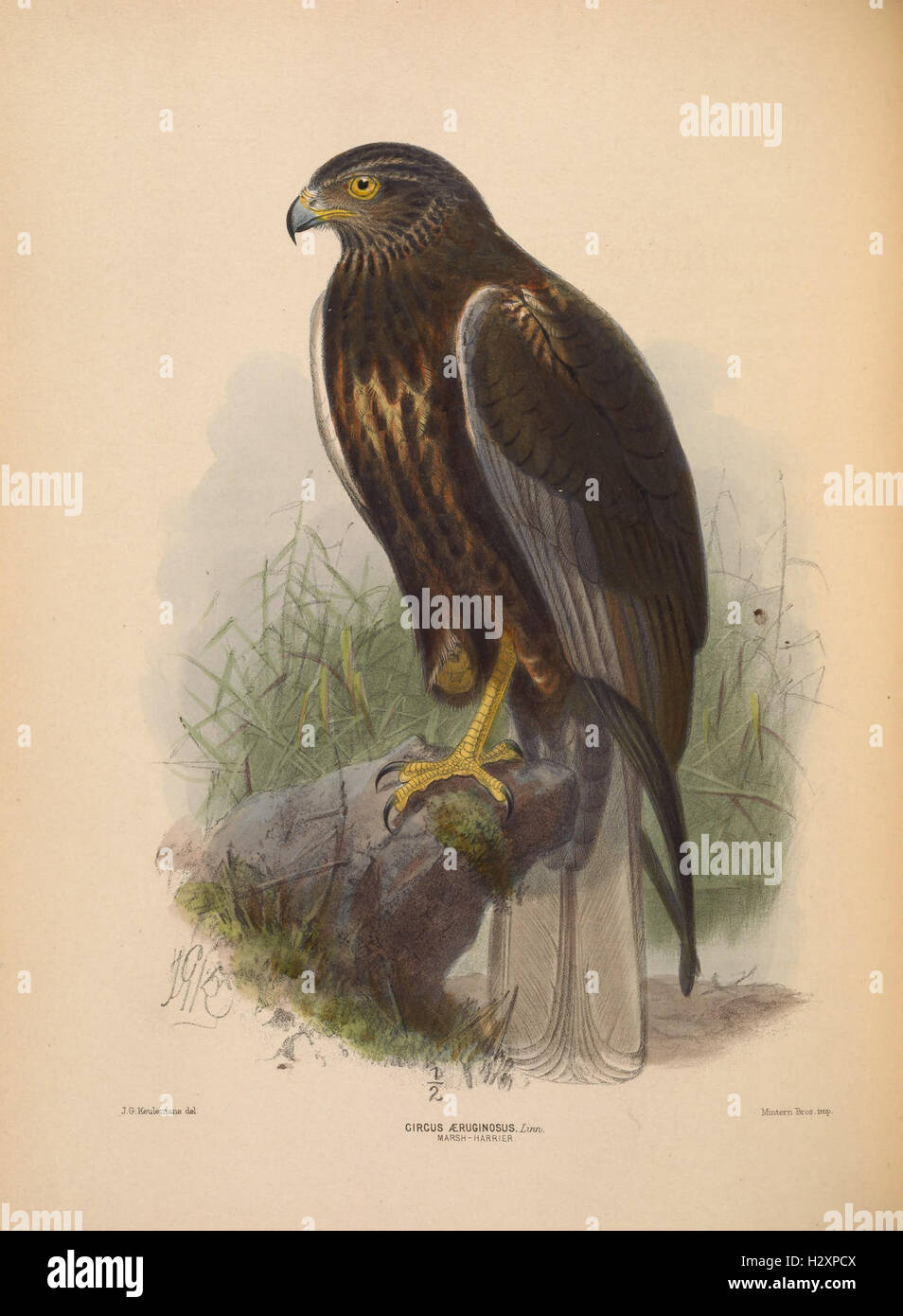 This collection features various ornithological works, focusing on ...