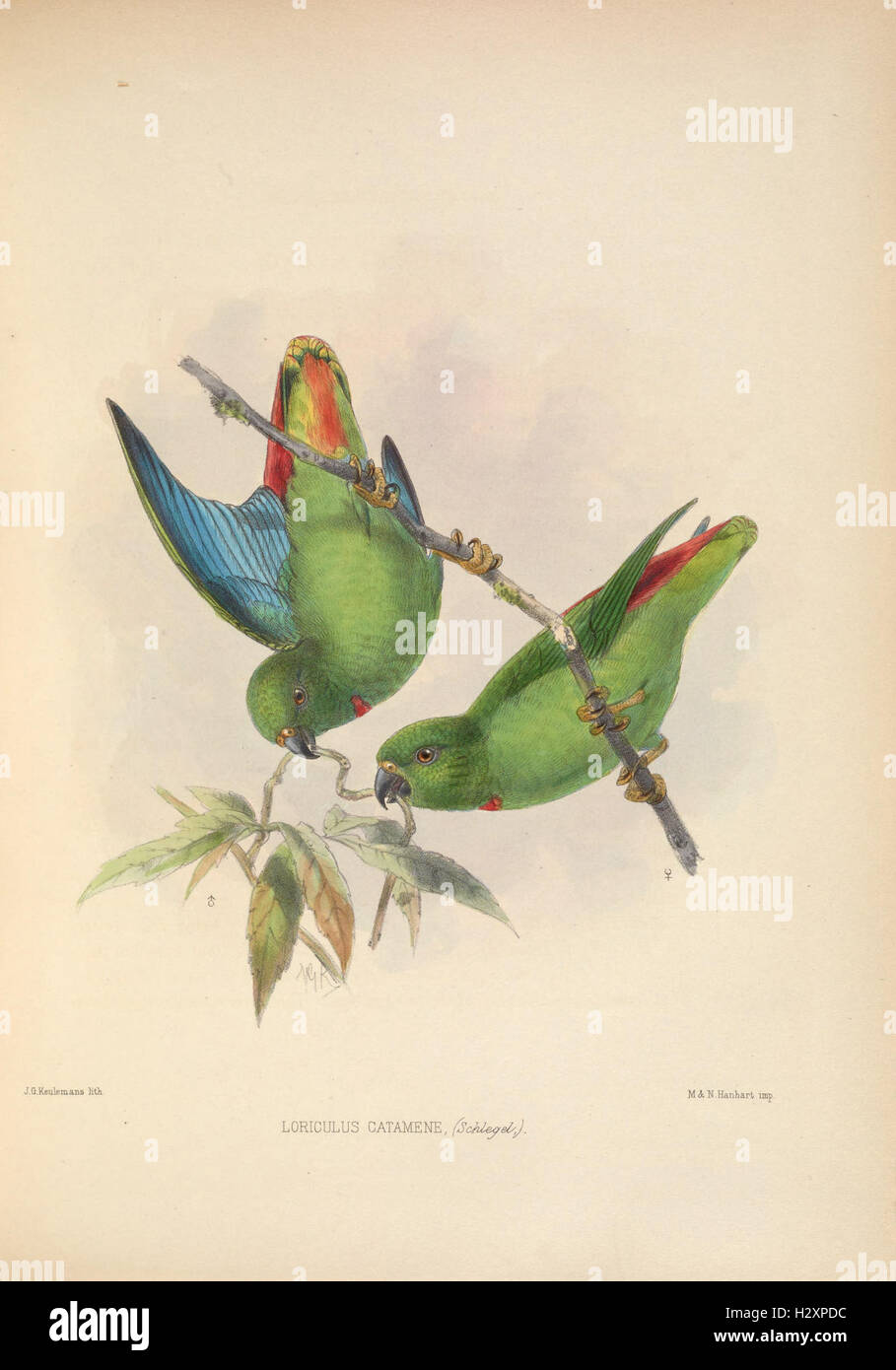 A collection of ornithological studies covering various bird species ...