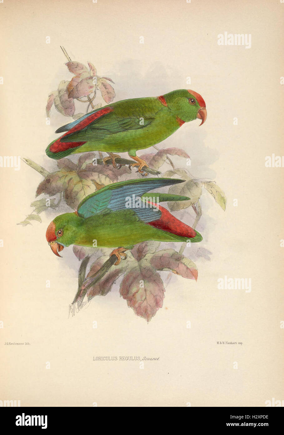 This collection features a variety of ornithological studies, focusing ...
