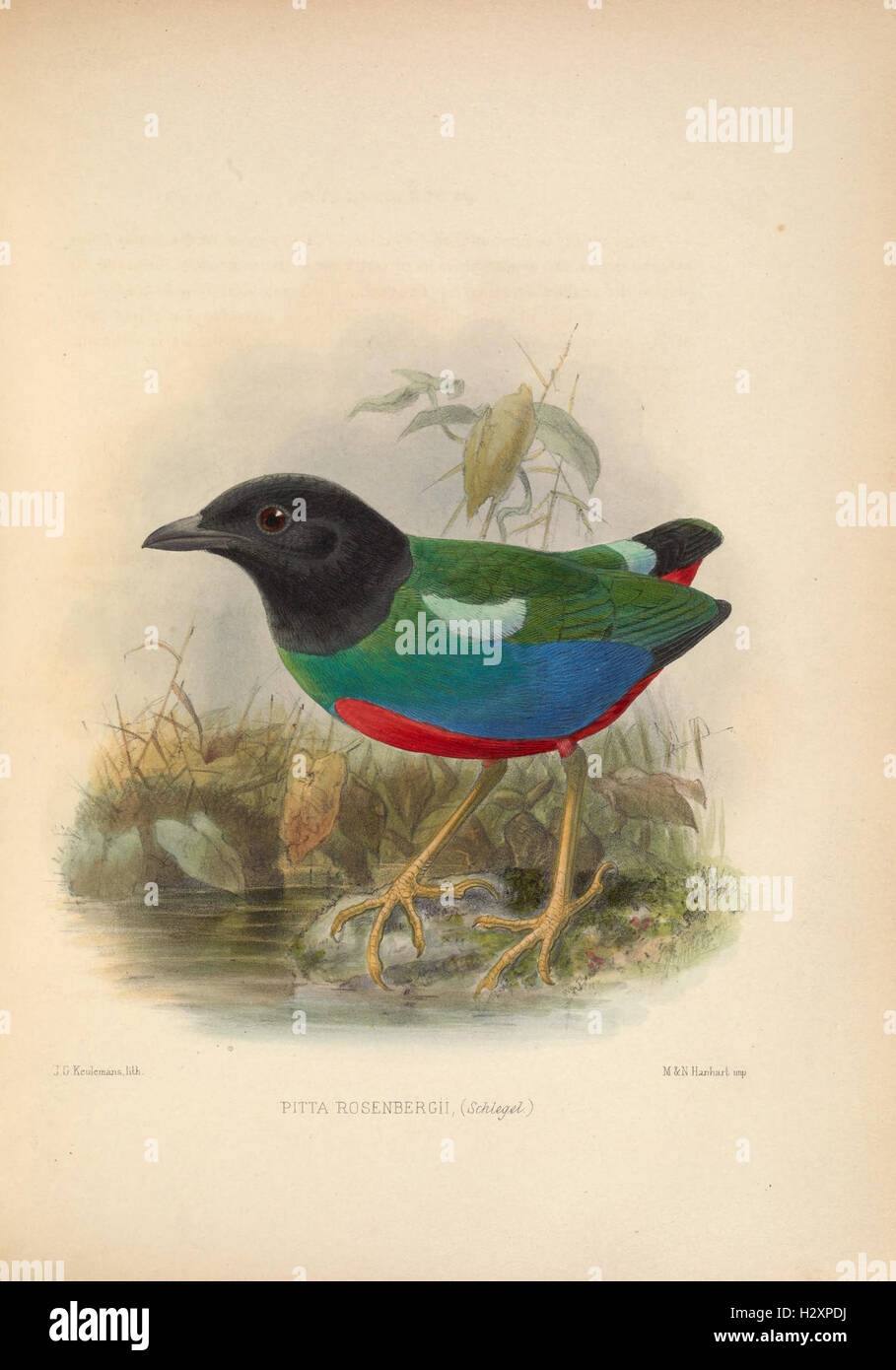 A collection of diverse ornithological works, offering a variety of ...