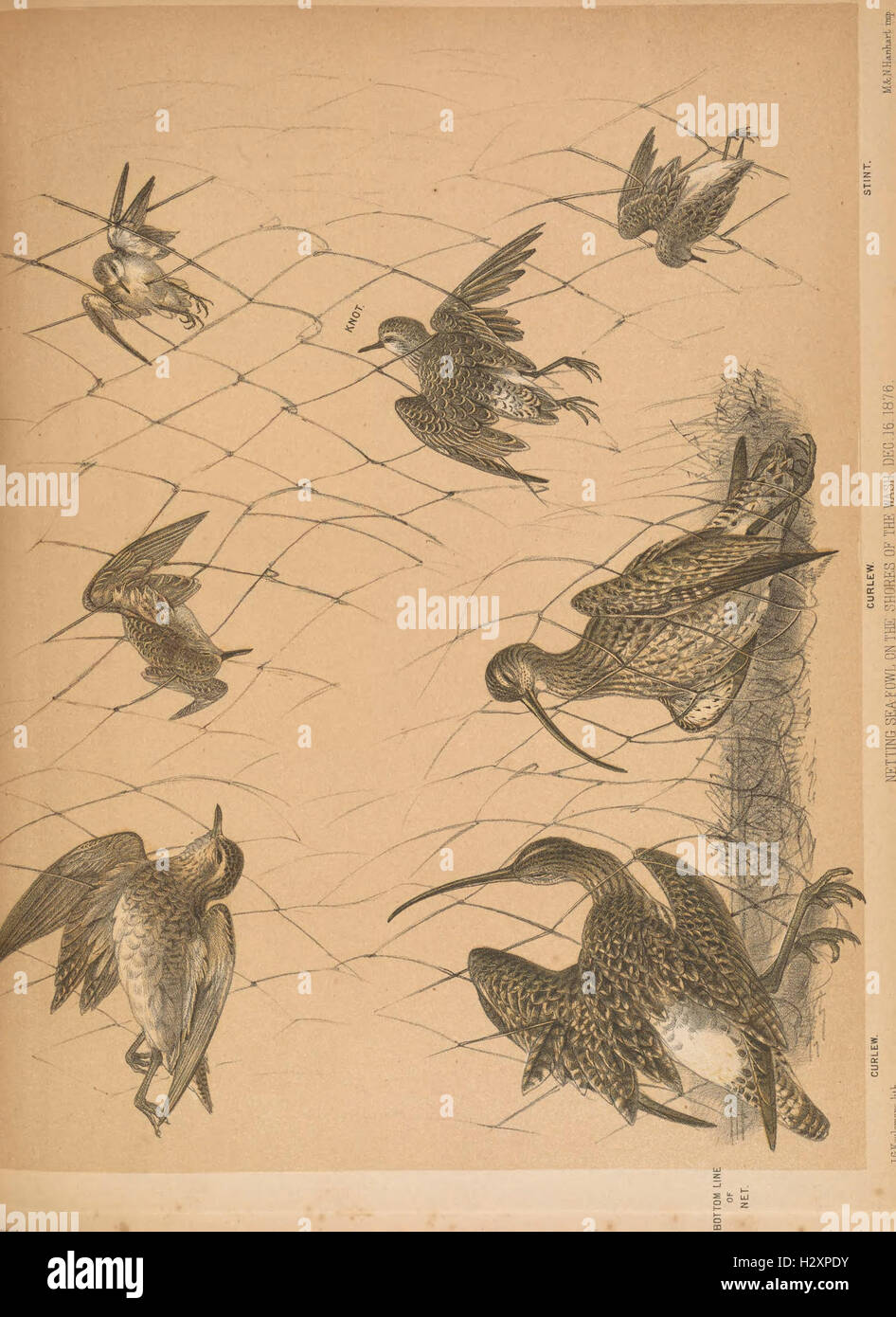 A collection of various ornithological studies, presenting insights ...