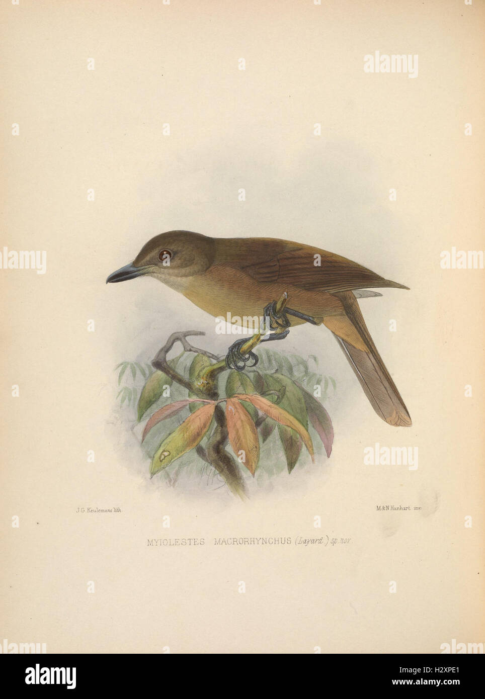 This compilation of ornithological research covers a variety of topics ...