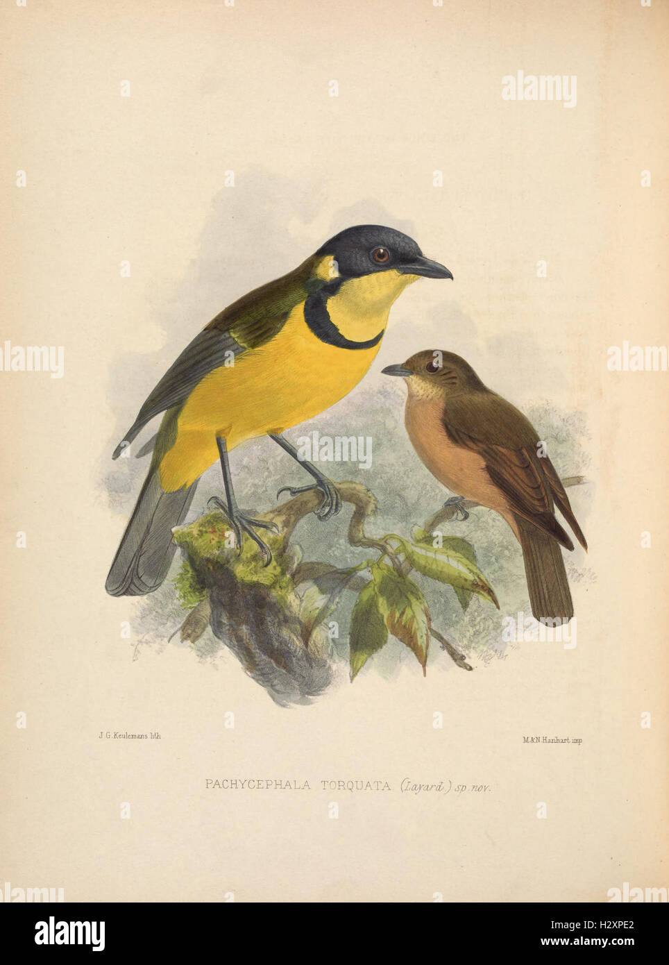 This miscellany provides a collection of works related to ornithology ...