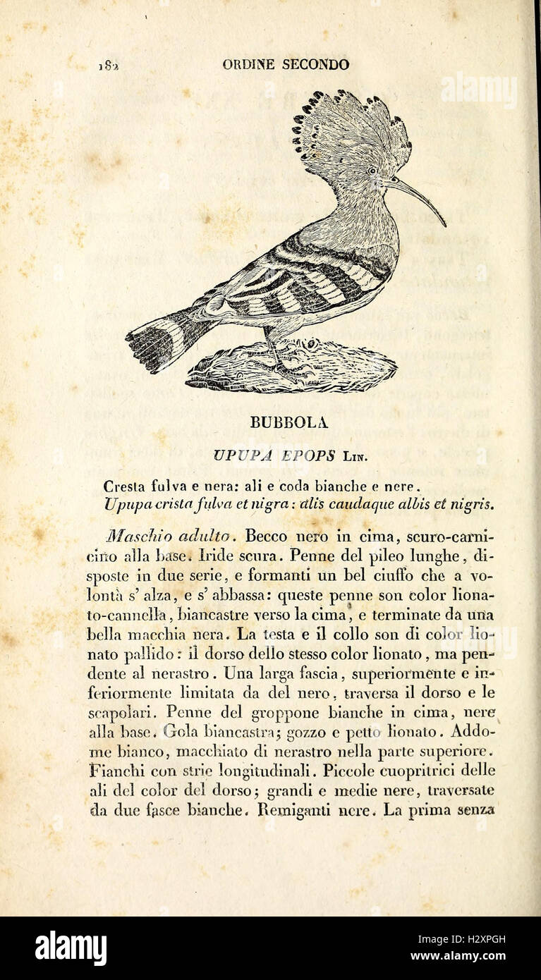 Uccelli ornitologia hi-res stock photography and images - Alamy