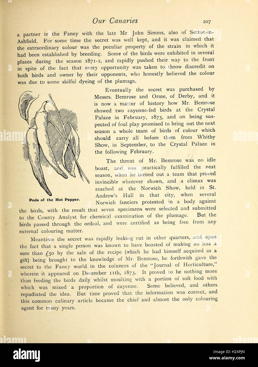 A detailed description of canaries, focusing on their characteristics ...