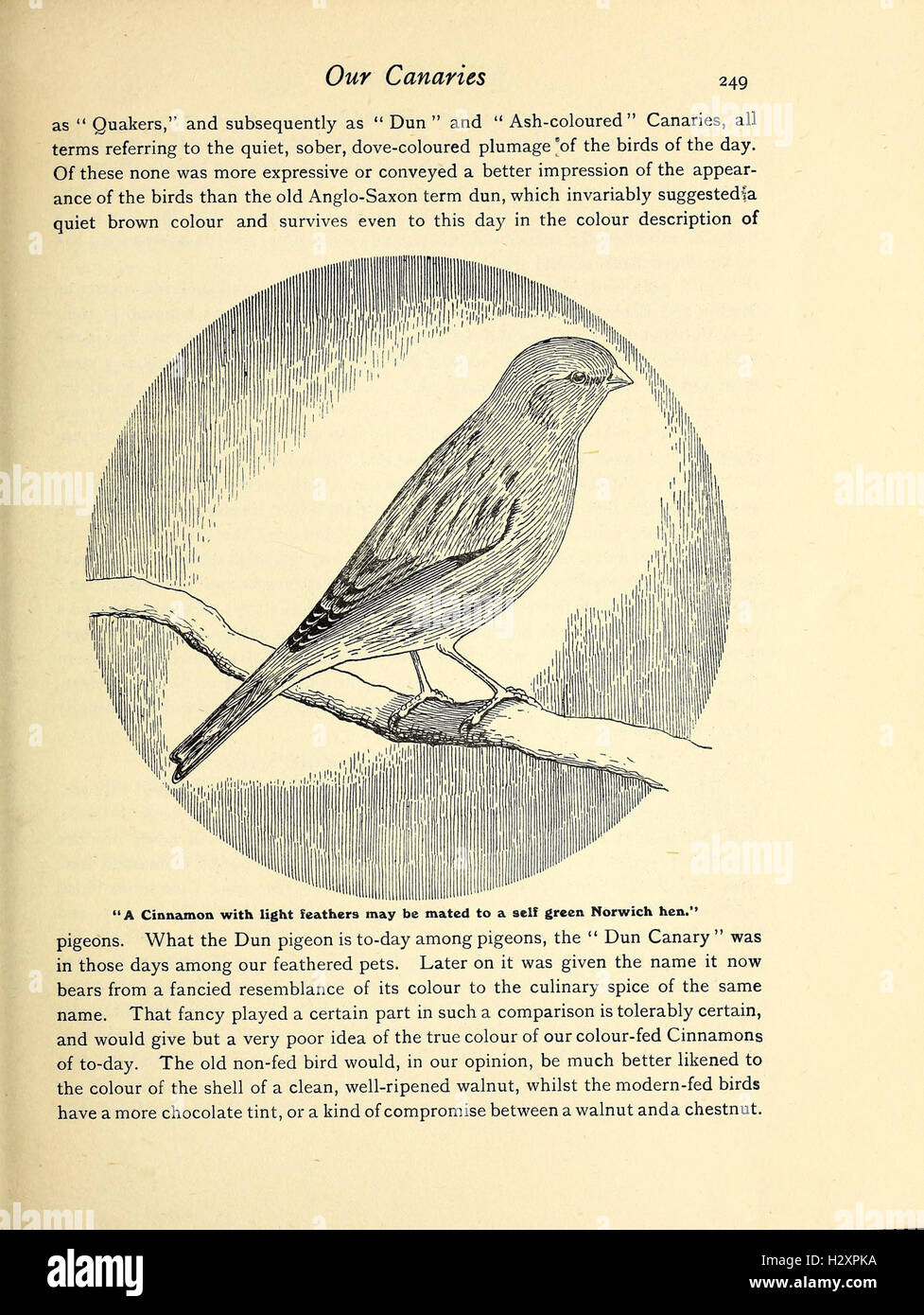 Page 249 of 'Our Canaries' provides an in-depth look at the care, breeding, and characteristics ...