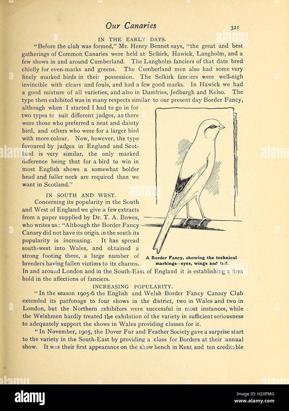 An informative work about canaries, including their characteristics ...