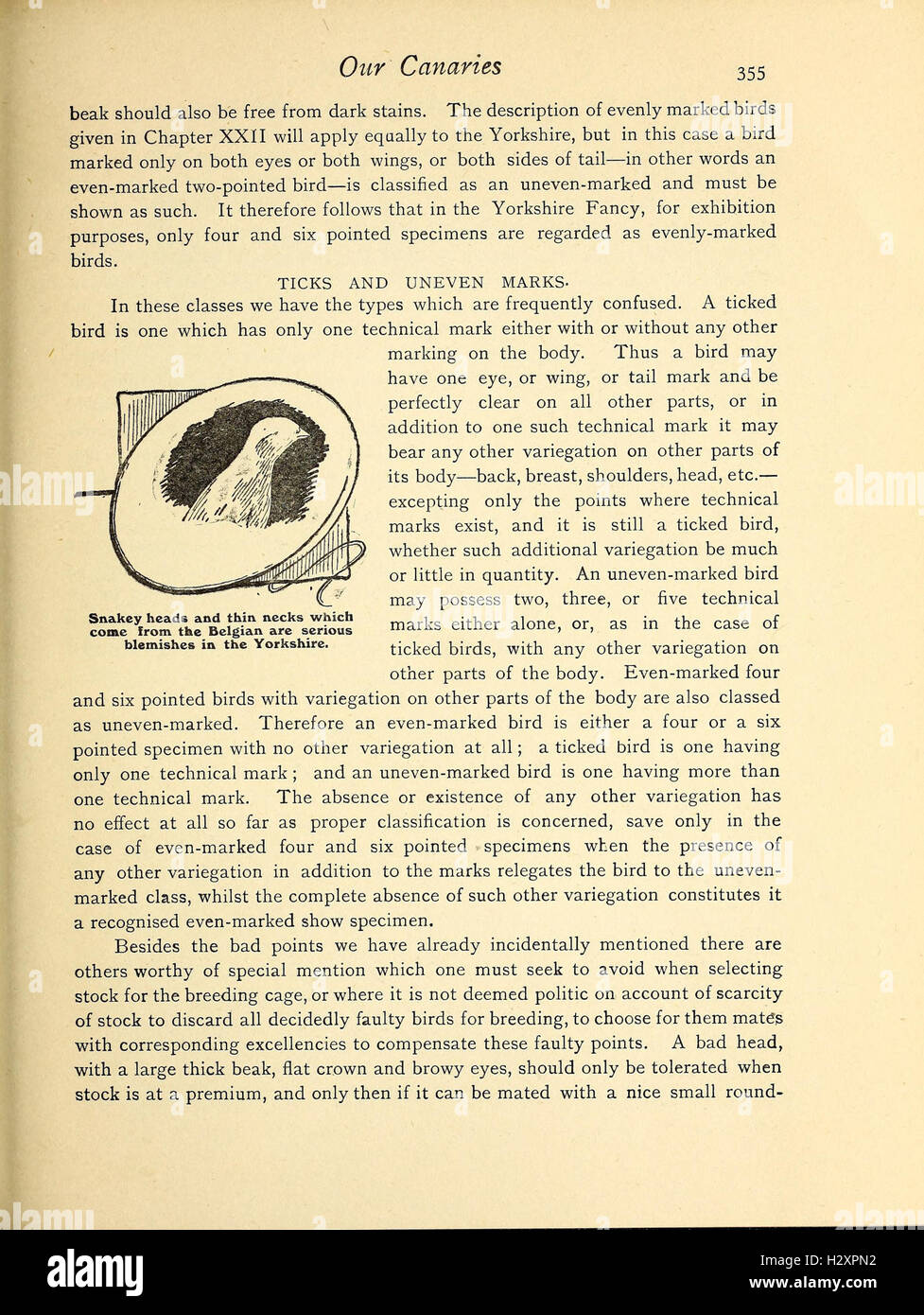 This work provides a detailed overview of the canary species, including ...
