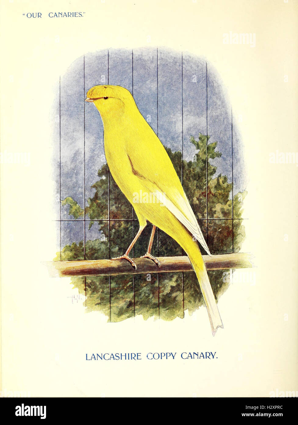 This work focuses on canaries, detailing their care, breeding, and ...