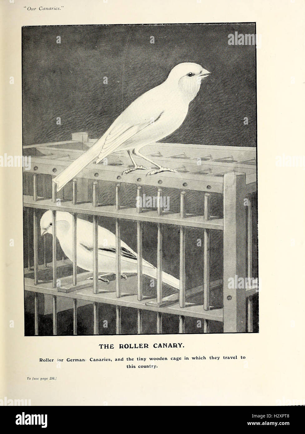 This work focuses on the care, breeding, and history of canaries. It ...