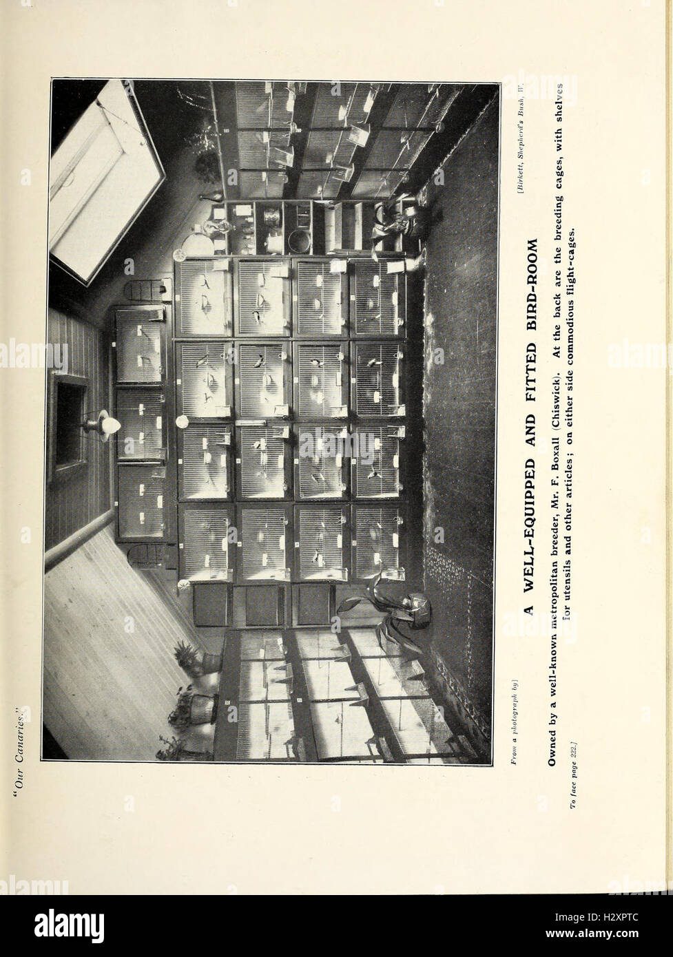 A comprehensive study on canary species, including their behavior ...