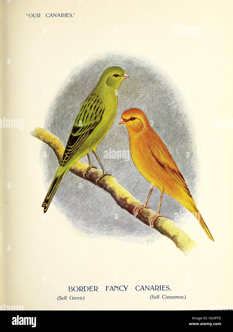 'Our Canaries' discusses the care, breeding, and varieties of canary ...