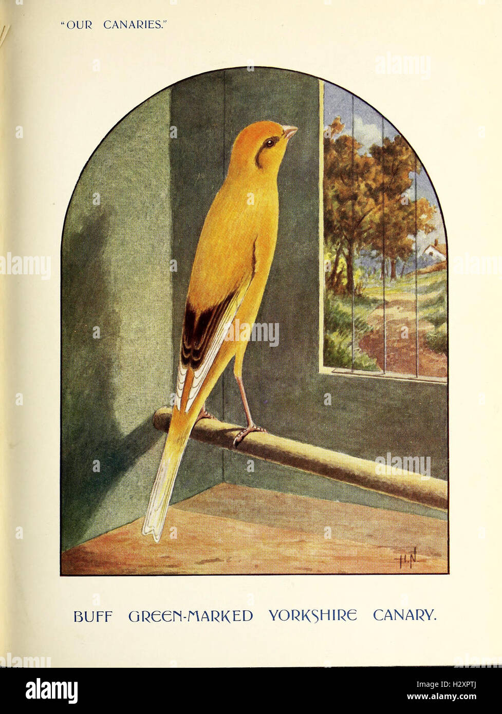This work explores the characteristics, care, and breeding of canaries ...