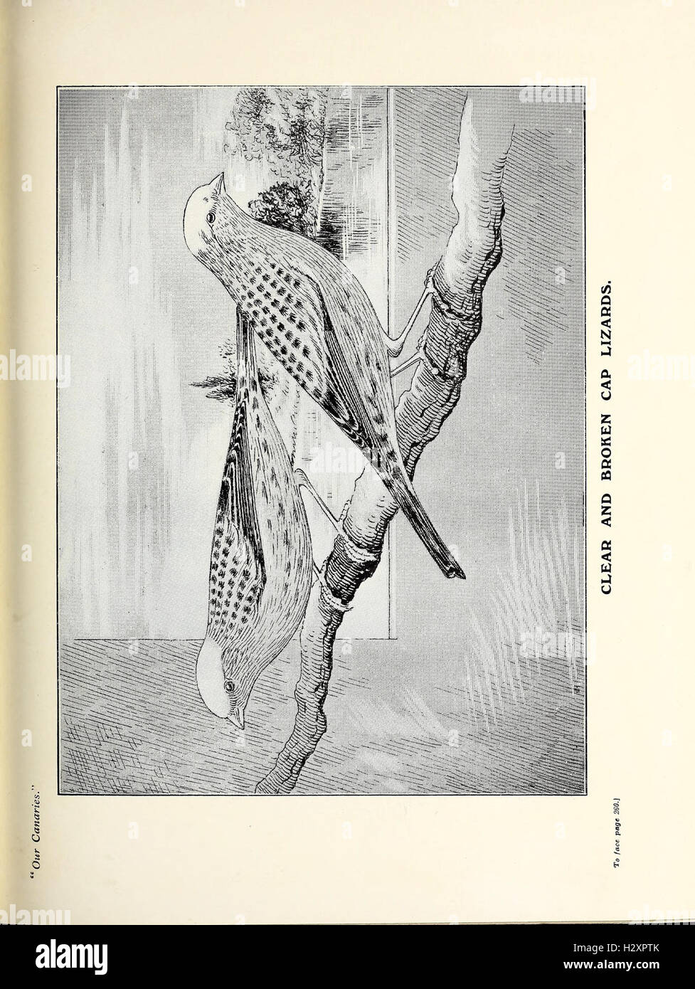 This work focuses on the domestication, breeding, and care of canaries ...