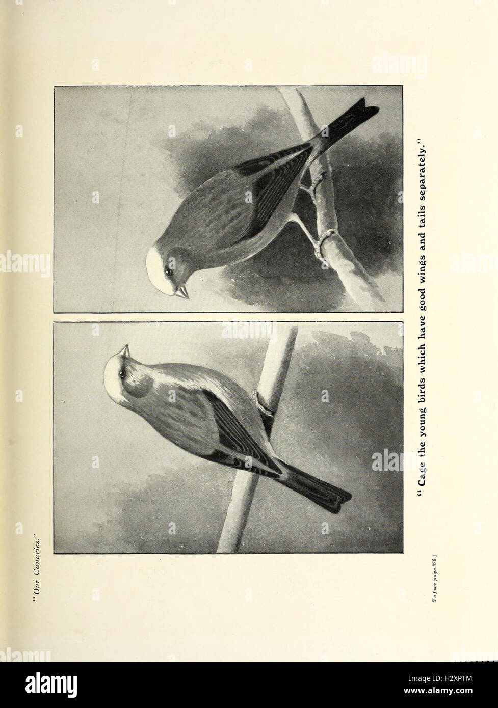 This work provides an in-depth look at canaries, focusing on their ...