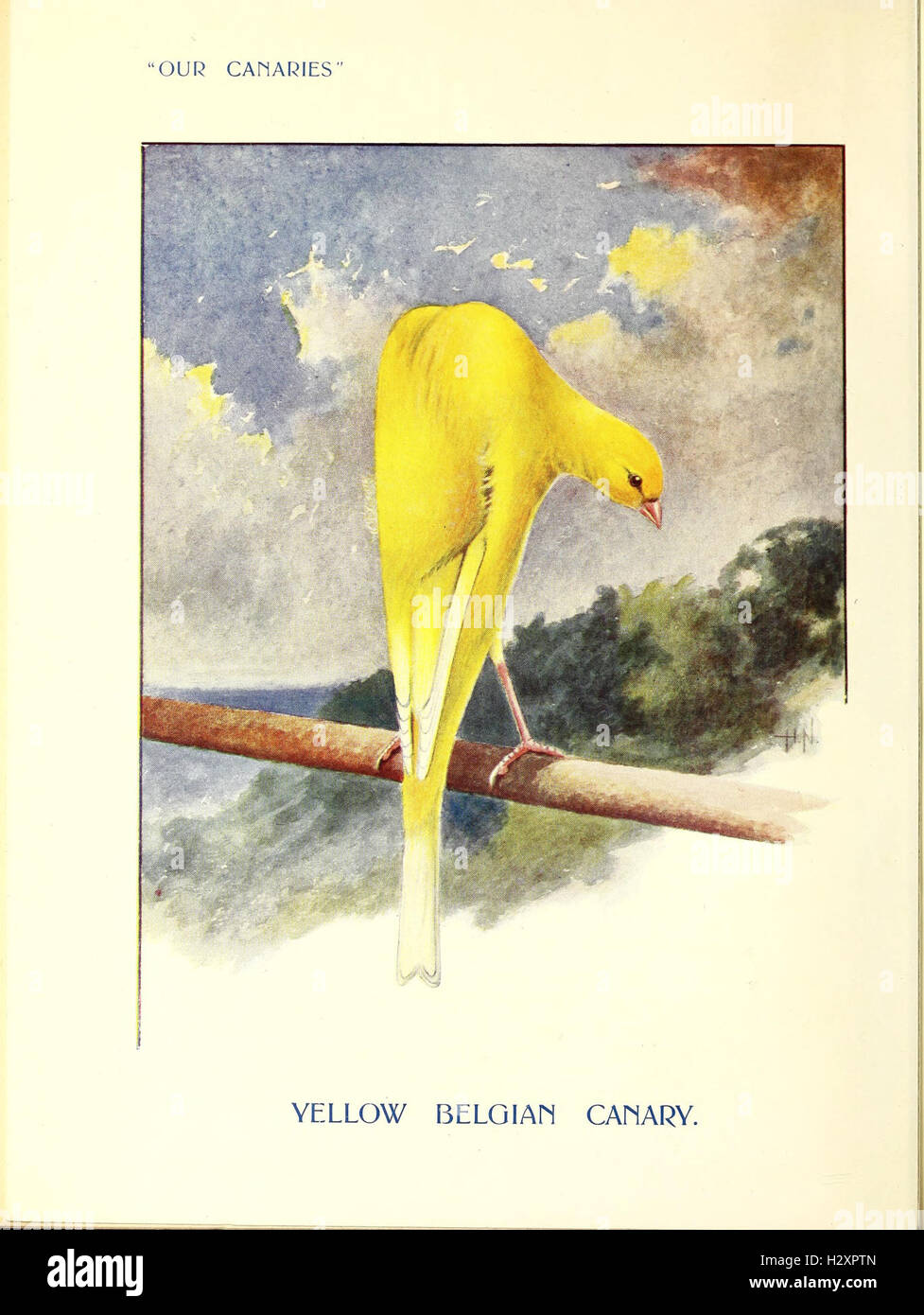 This work explores the history, care, and characteristics of canaries ...