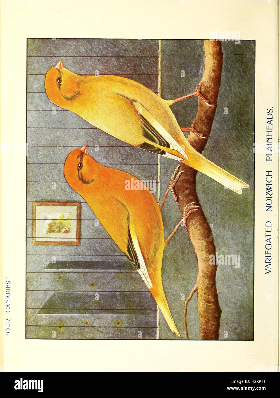 This work explores the various species and characteristics of canaries ...