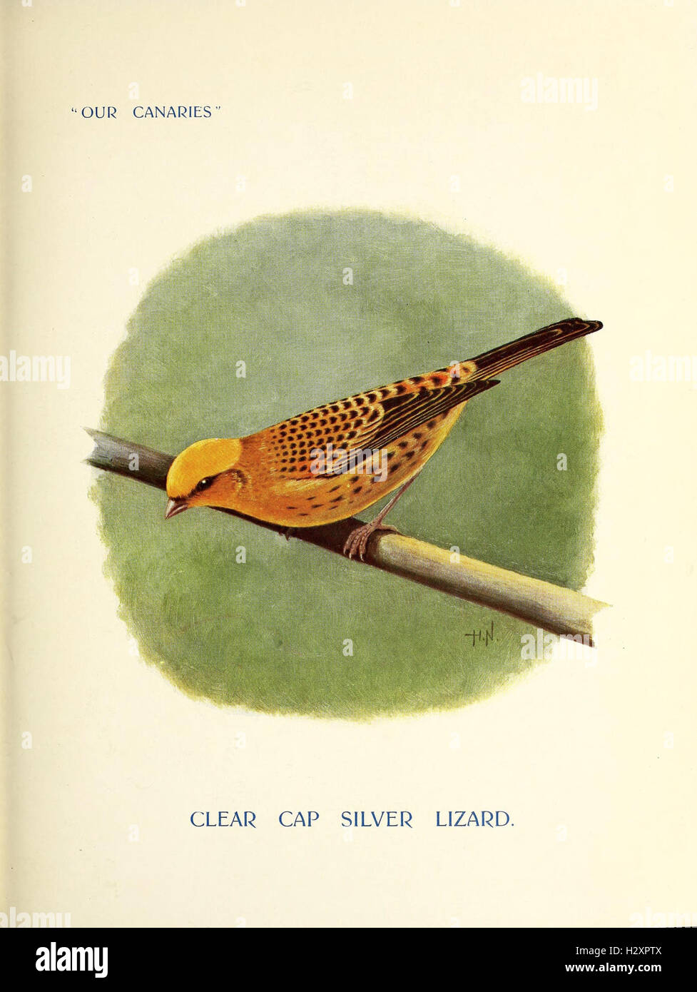 This work provides insights into the care and management of canaries as ...