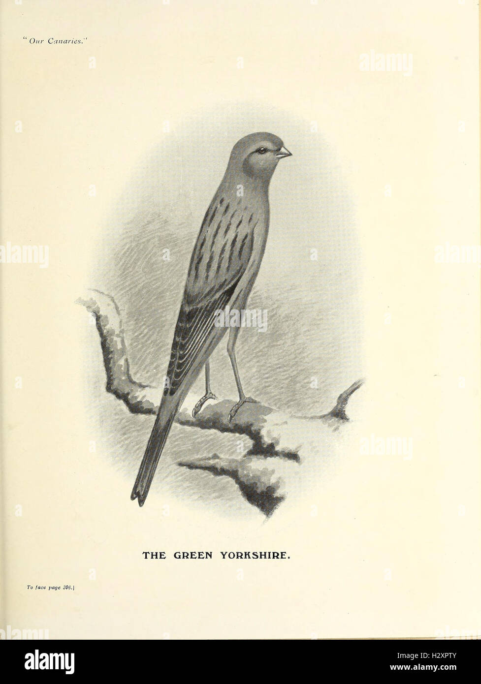 'Our Canaries' provides an overview of the canary bird, its care ...