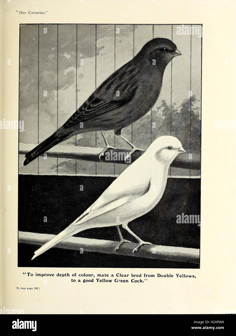 A detailed guide on the care, breeding, and varieties of canaries ...