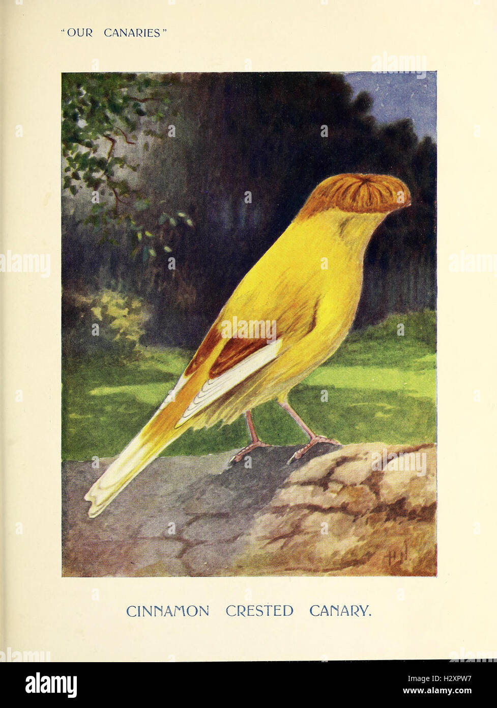 This work focuses on the care, breeding, and characteristics of ...