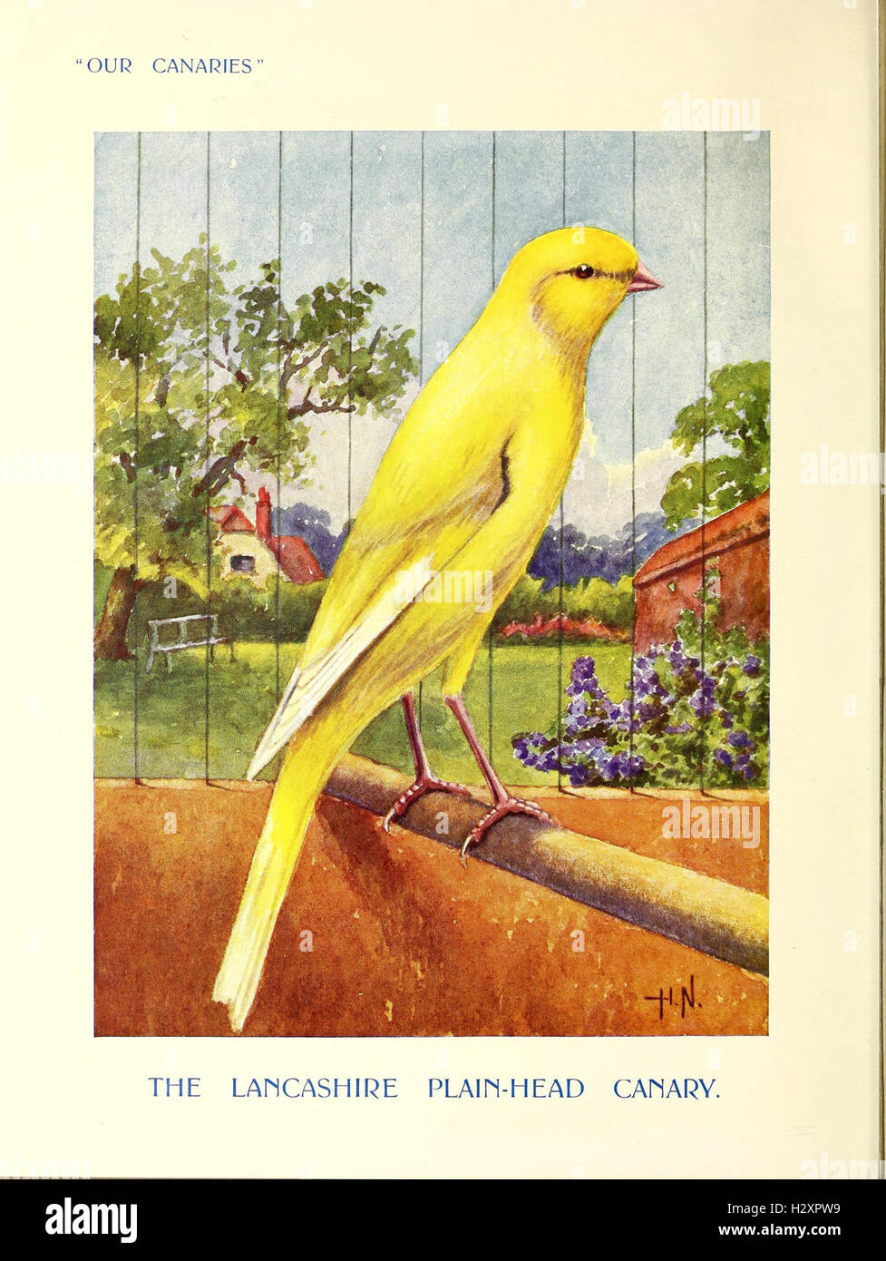 This work provides an in-depth look at canary species, focusing on ...