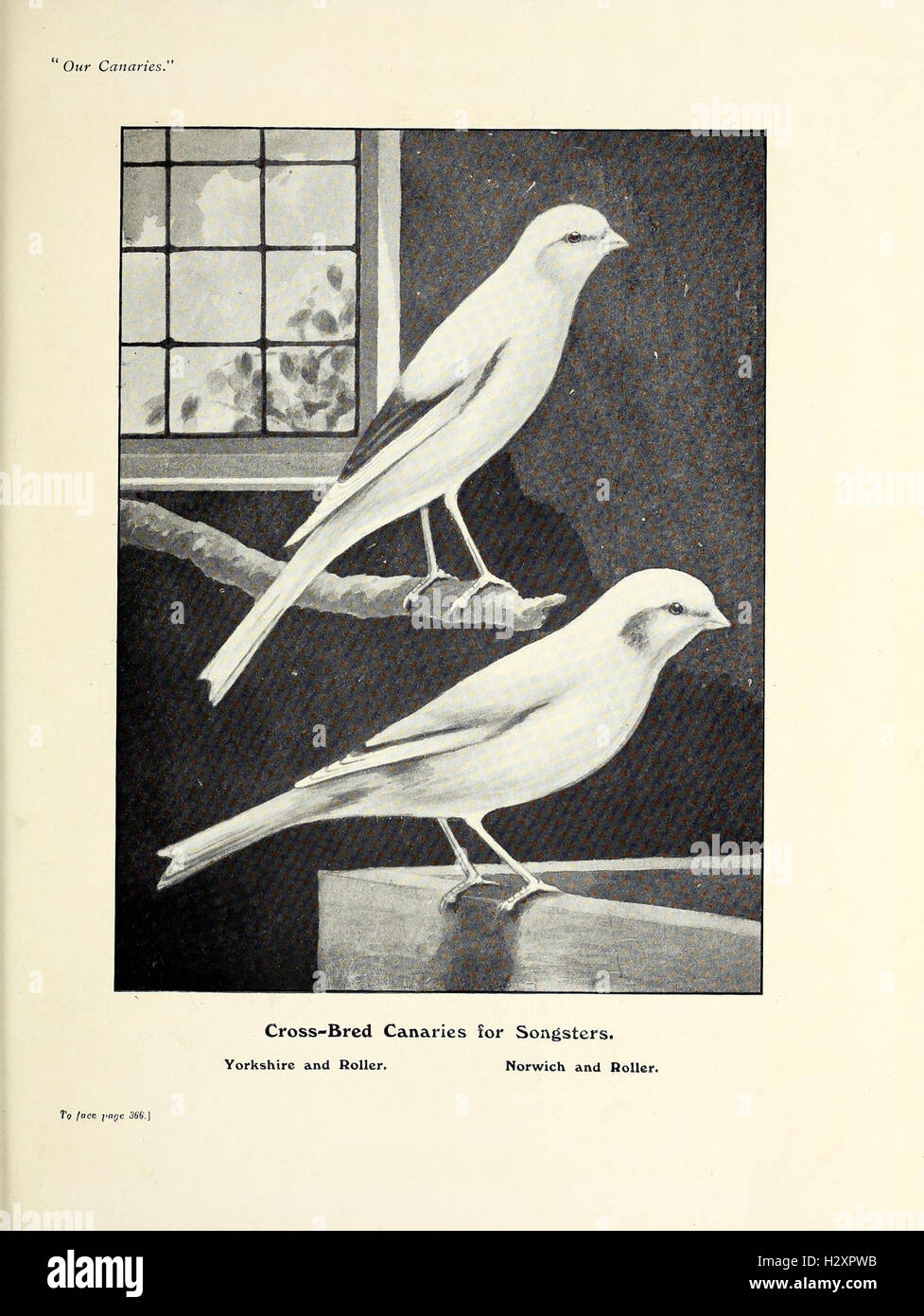 A study on canaries, focusing on their characteristics, care, and ...