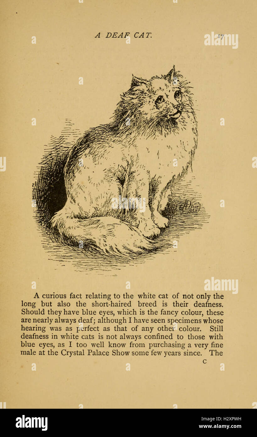 This book provides an overview of domestic cats, exploring their ...
