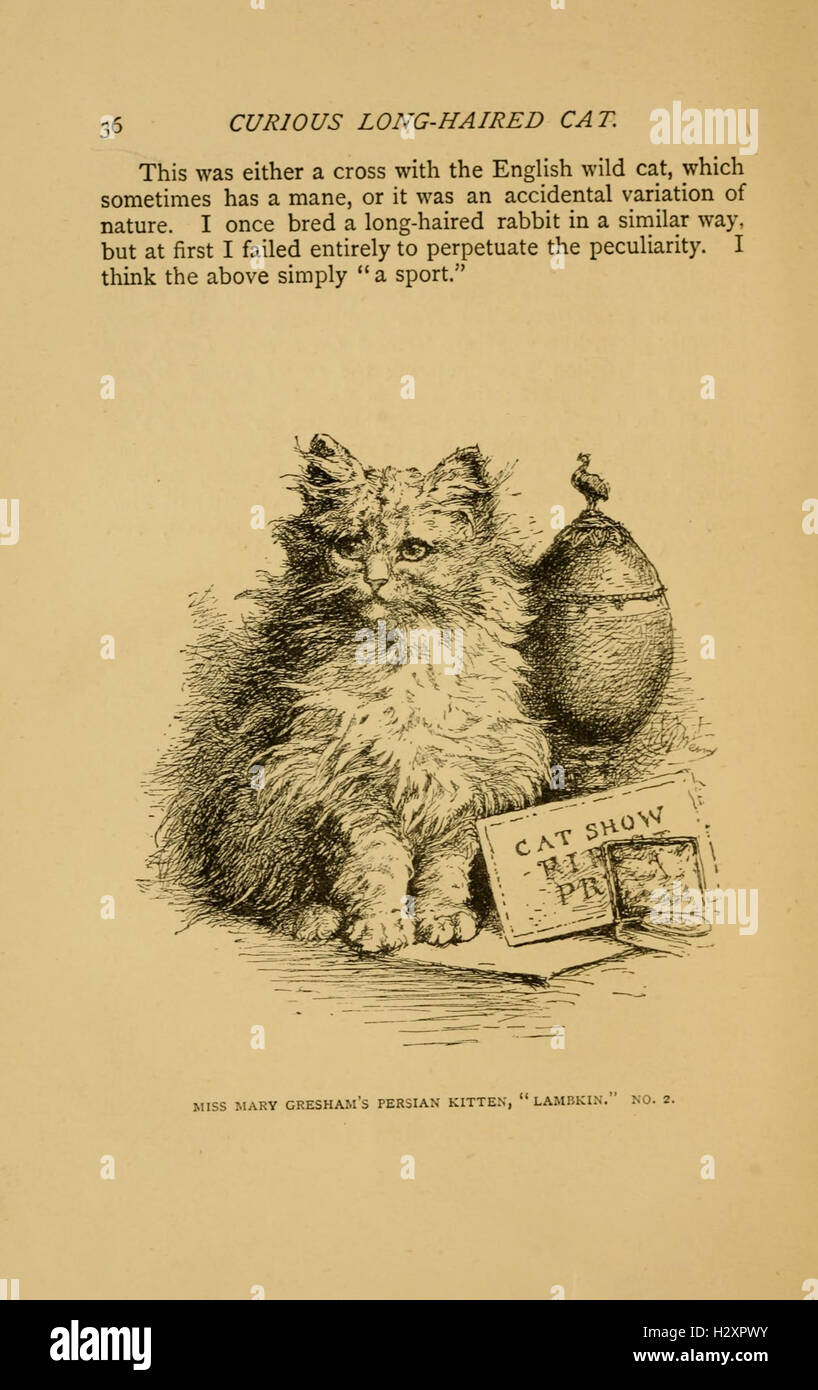 This book provides an overview of domestic cats, including their ...