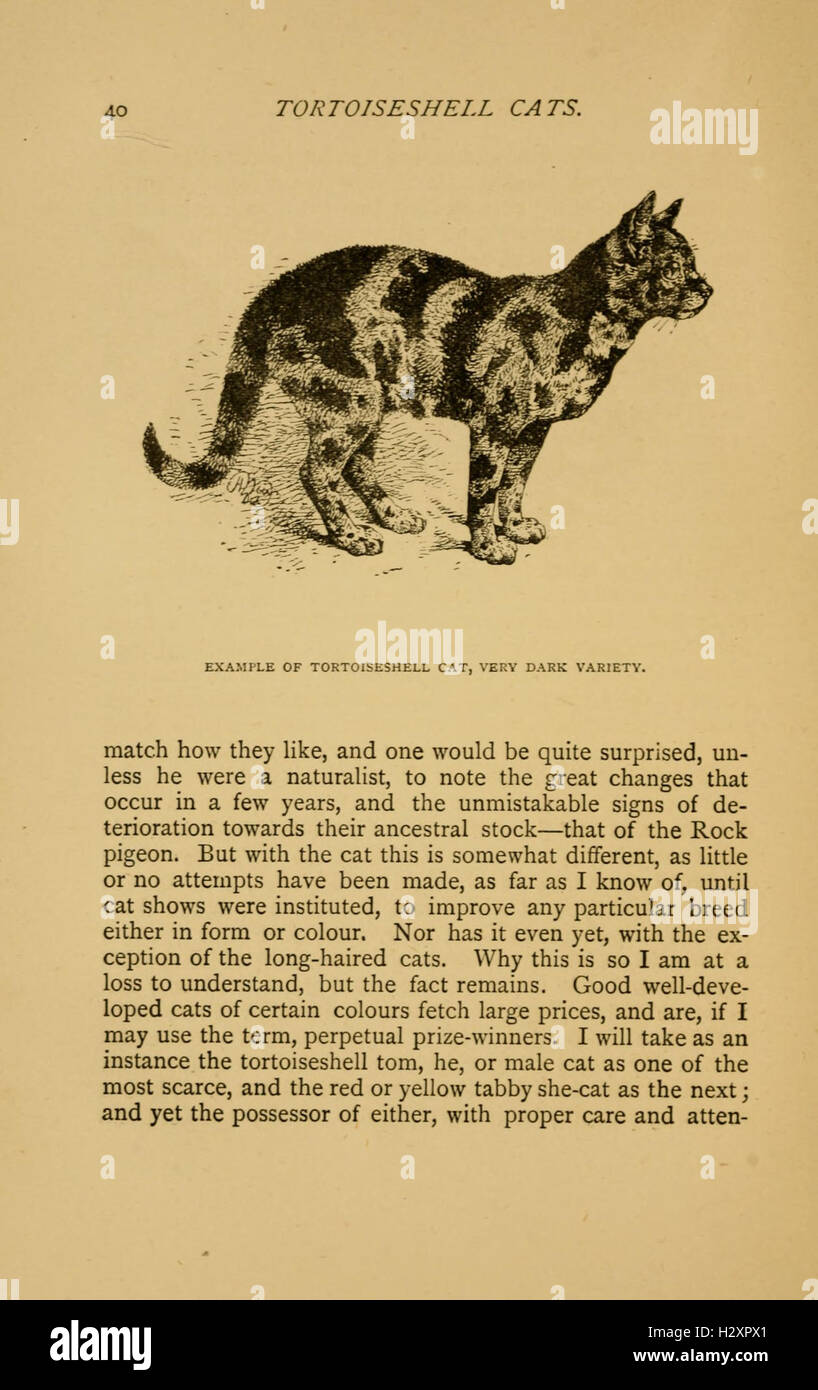 A comprehensive guide to the domestic cat, including its care, breeds ...
