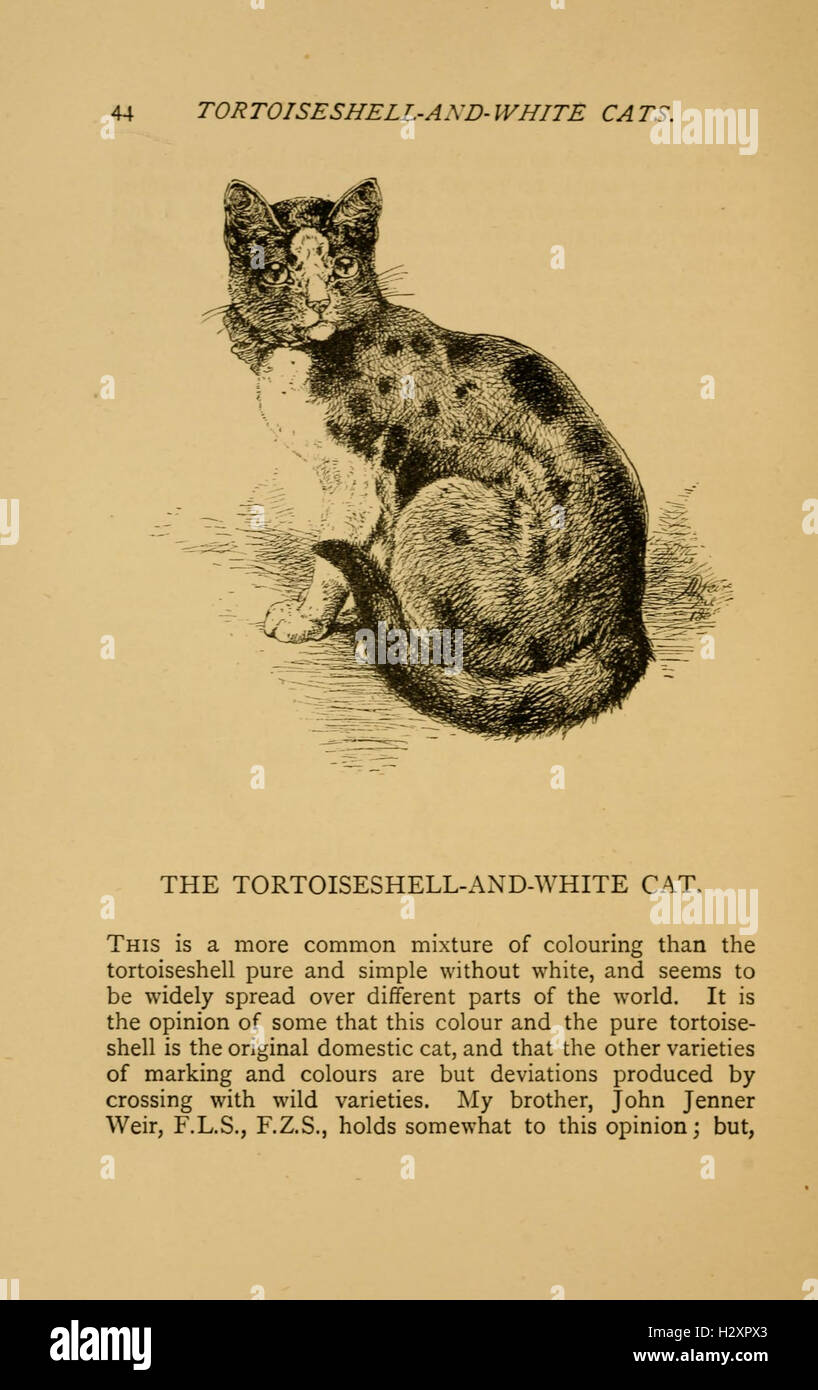 This section of 'Our Cats and All About Them' on Page 44 provides ...