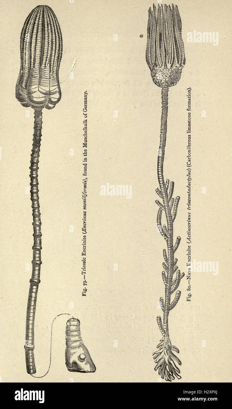 This guide provides information on common British fossils, detailing ...