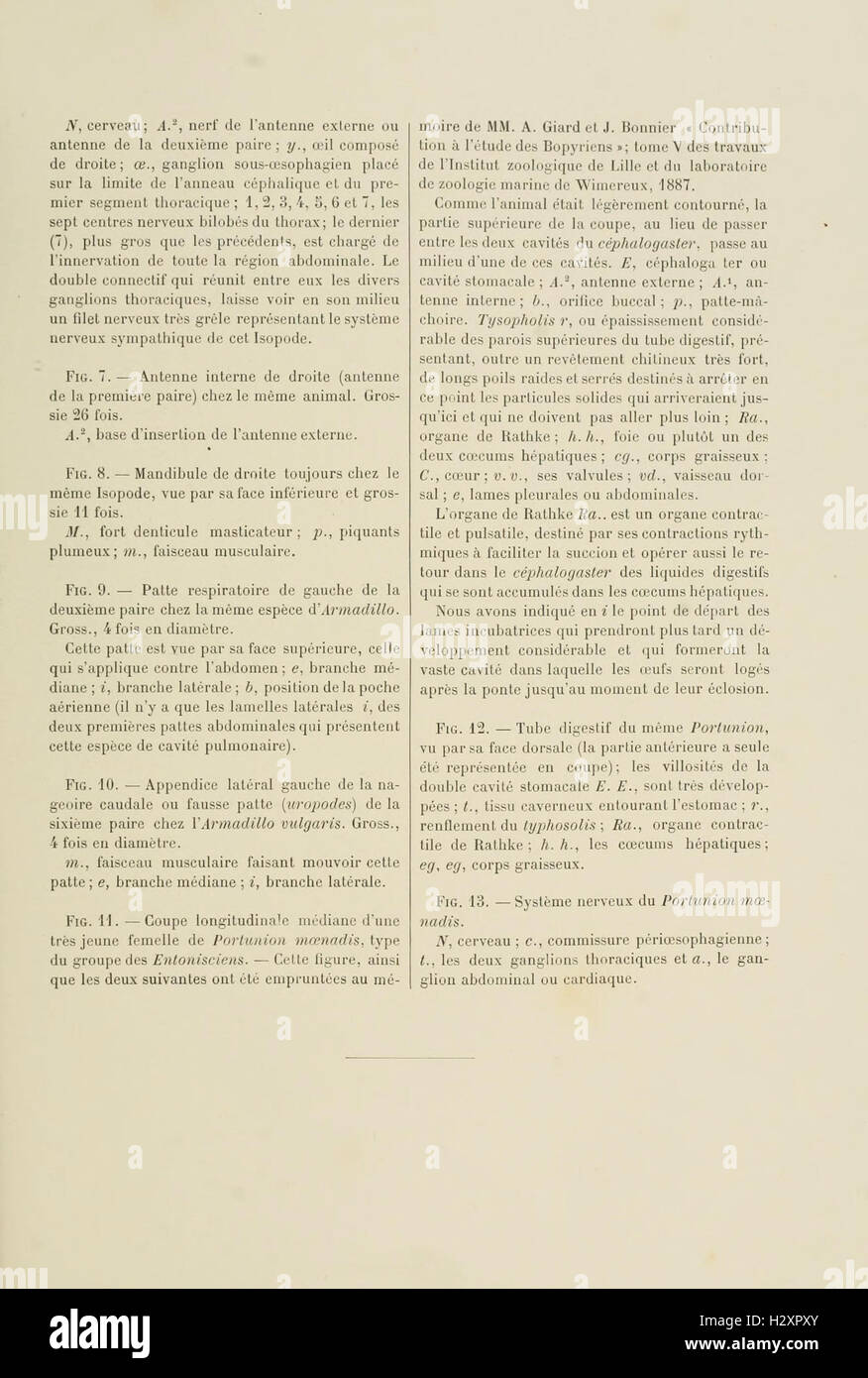 Illustrating anatomical features hi-res stock photography and images ...