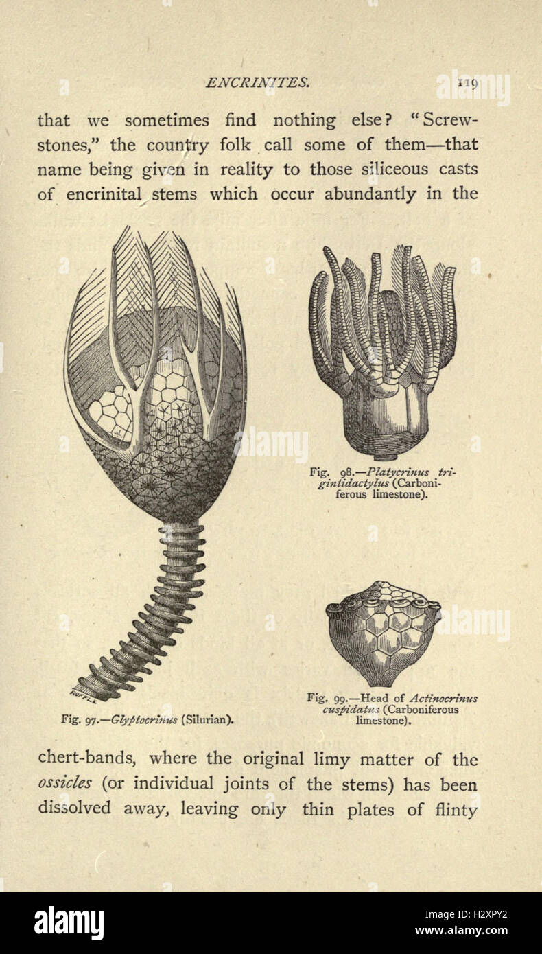 This guide provides information on common British fossils, offering ...