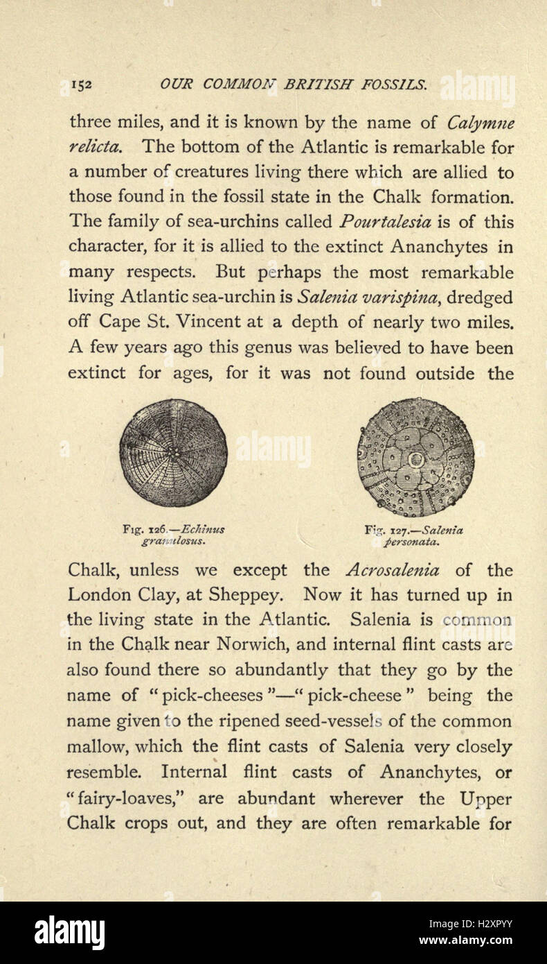 A guide to identifying common British fossils, with detailed locations ...