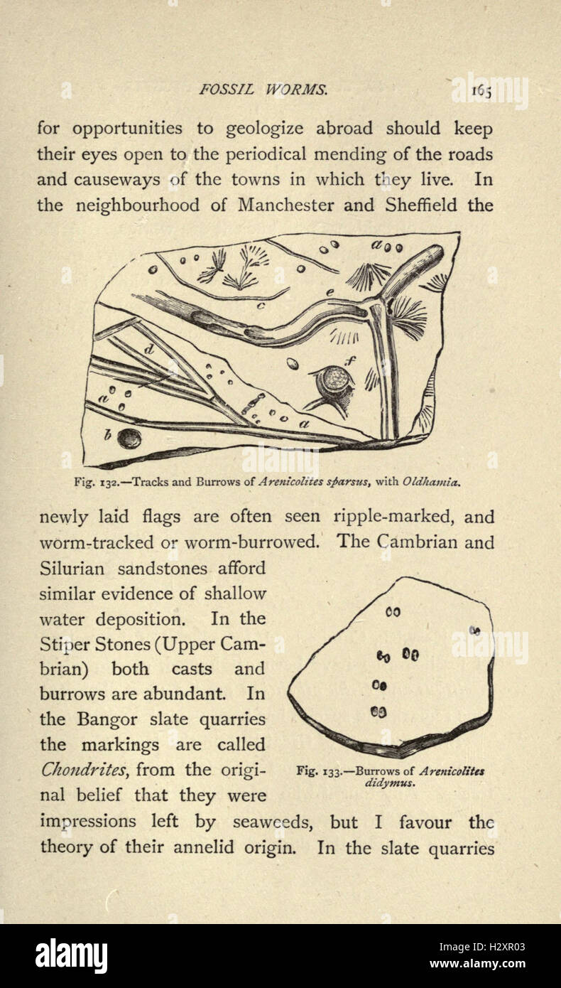 This guide provides information on common British fossils, their ...