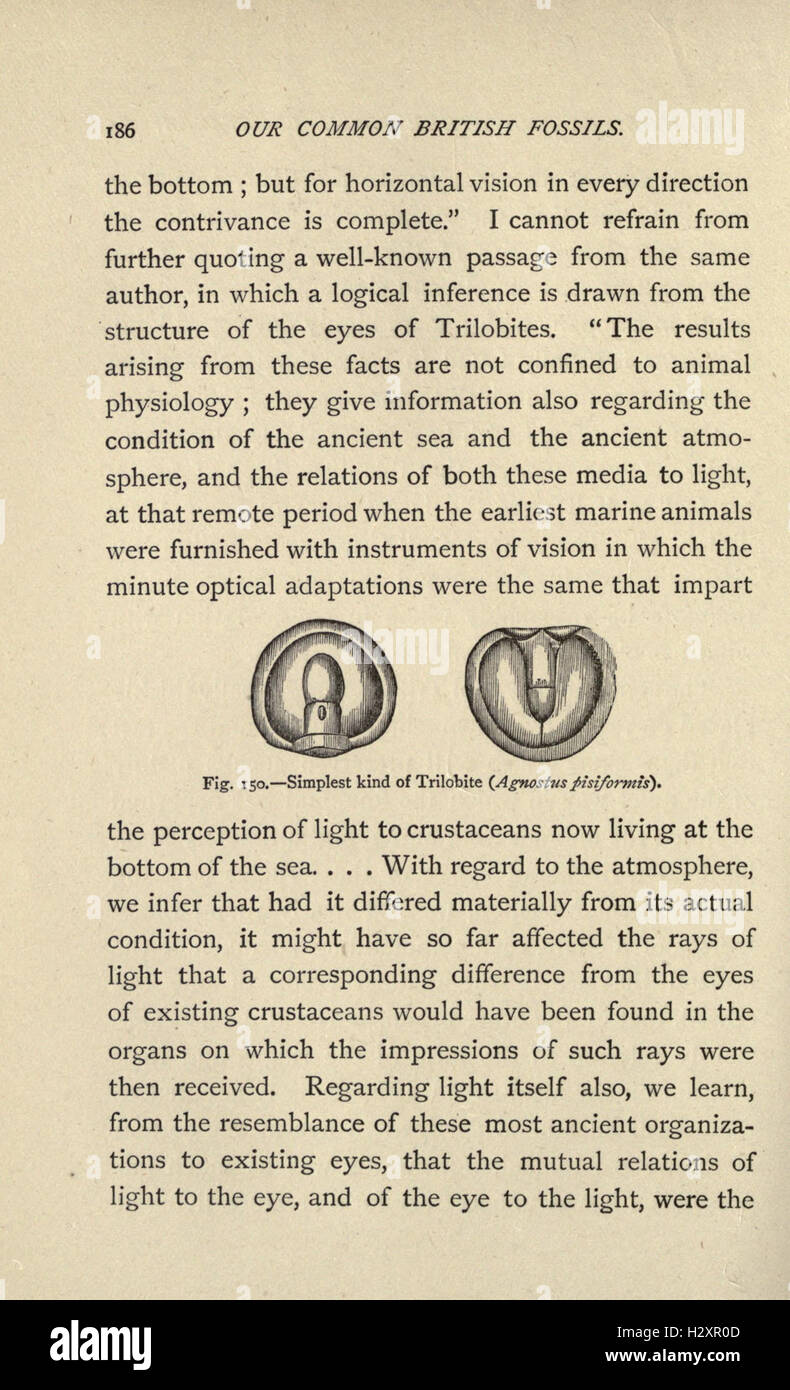 This guide provides an overview of common British fossils and their ...