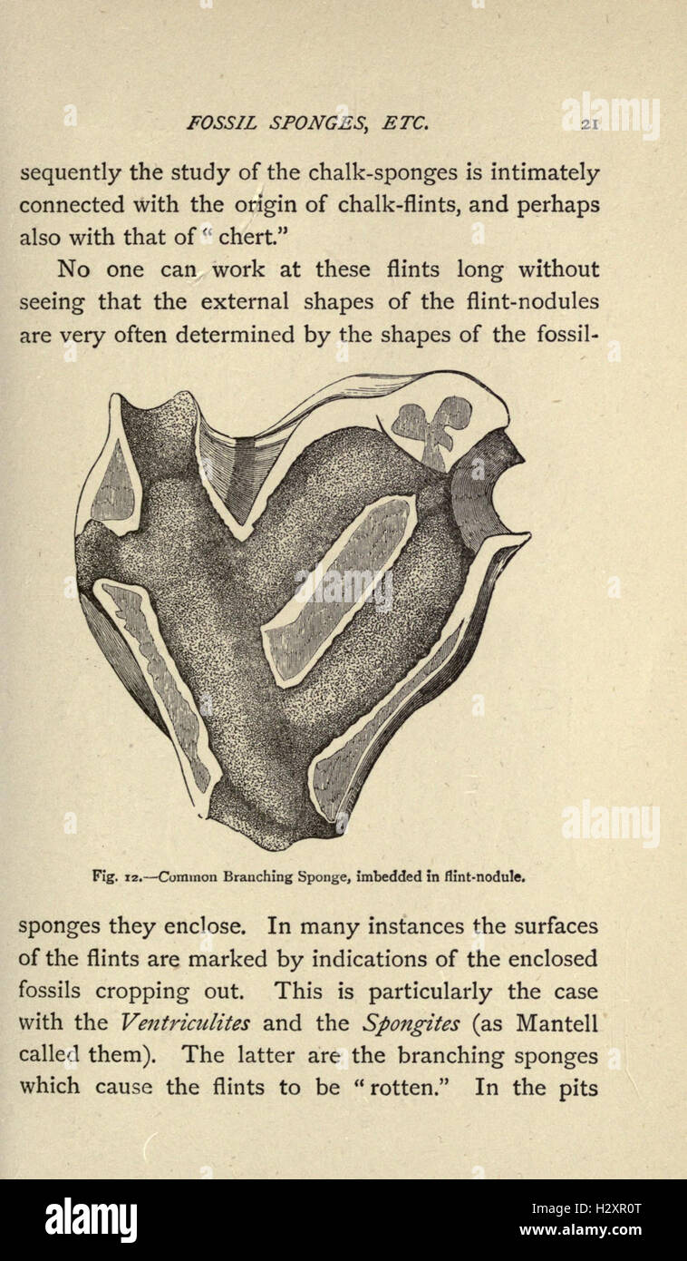 This work offers a comprehensive guide to common fossils found in ...