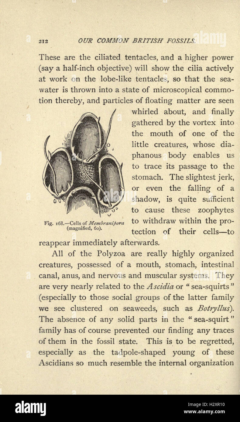 This guide provides detailed information on common British fossils ...