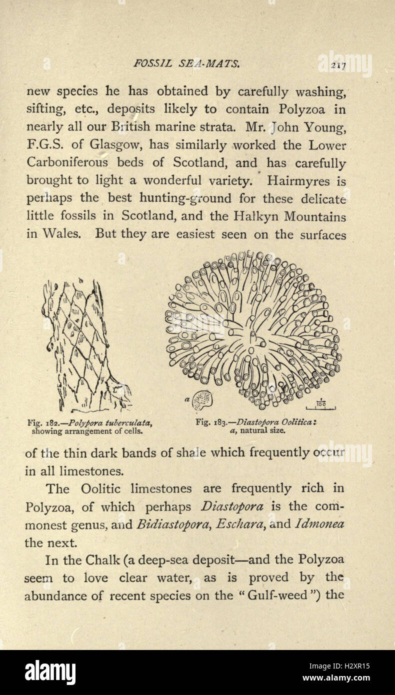 A guide to common British fossils, detailing fossil types, locations ...