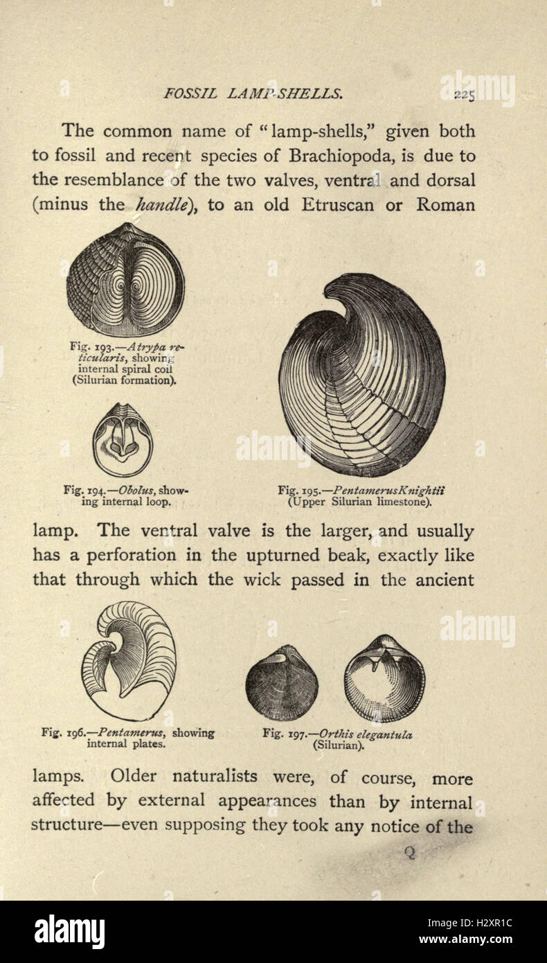 This page from 'Our Common British Fossils' offers guidance on ...