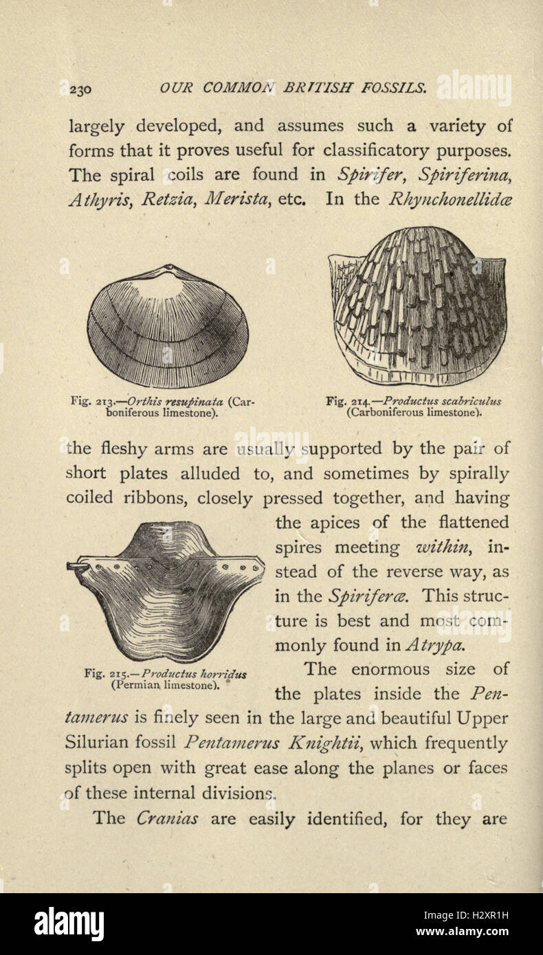 This guide details common British fossils and their locations ...