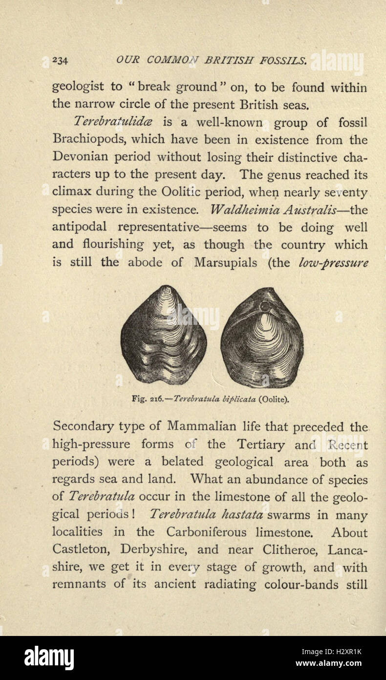 Page 234 of this work provides an overview of common British fossils ...