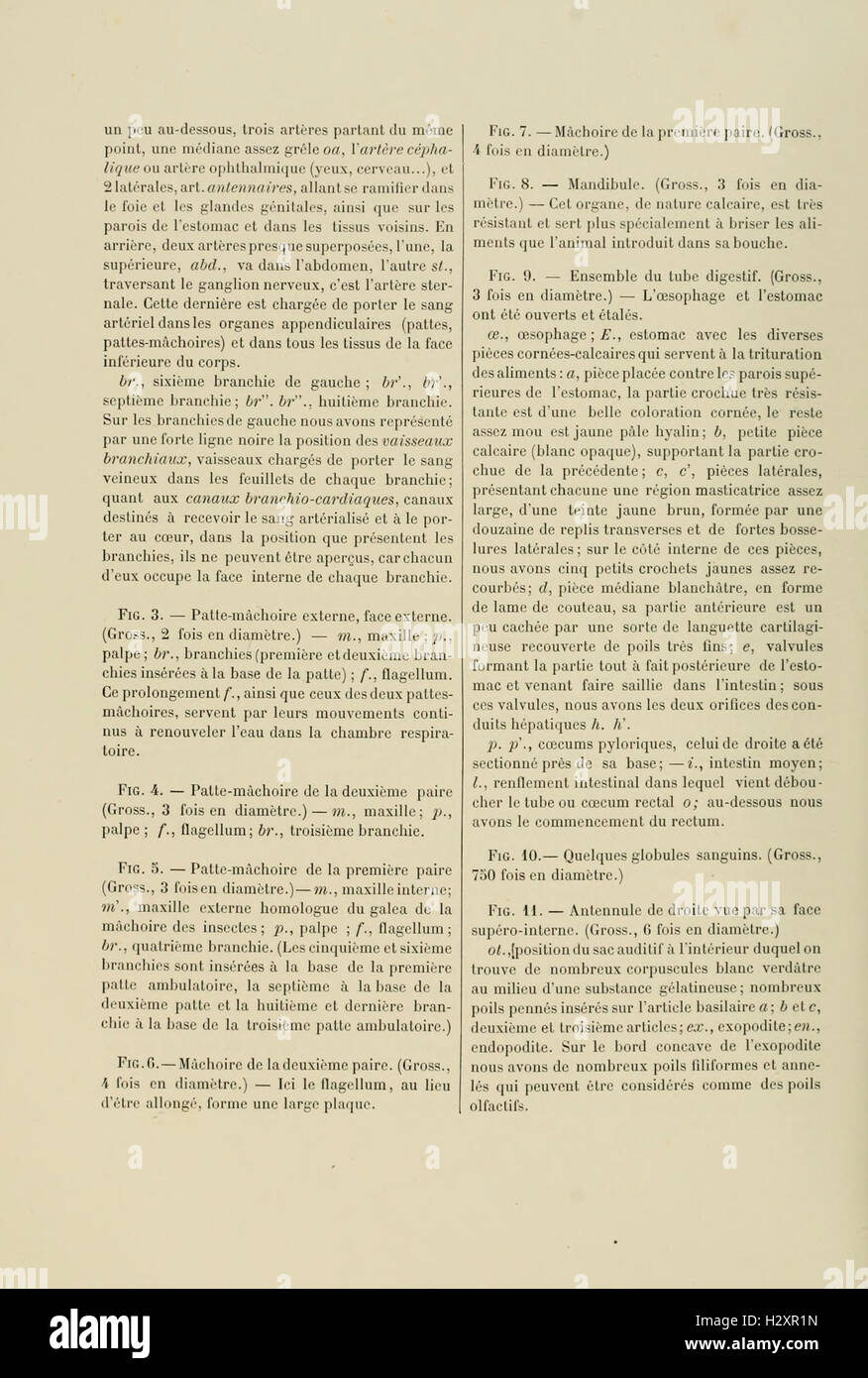 This atlas offers comparative anatomy of invertebrates, showcasing ...