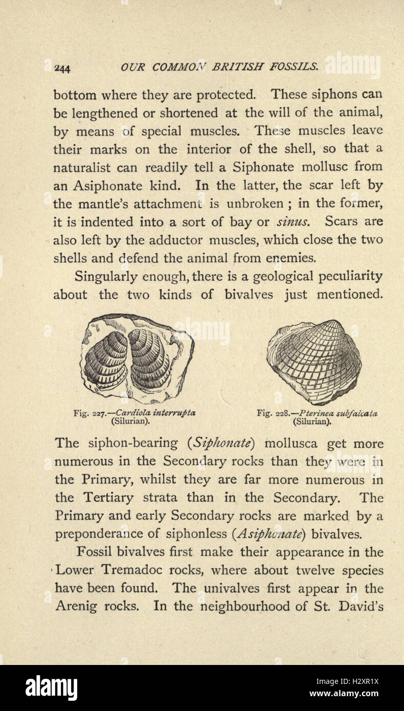 This guide provides information on common British fossils, including ...