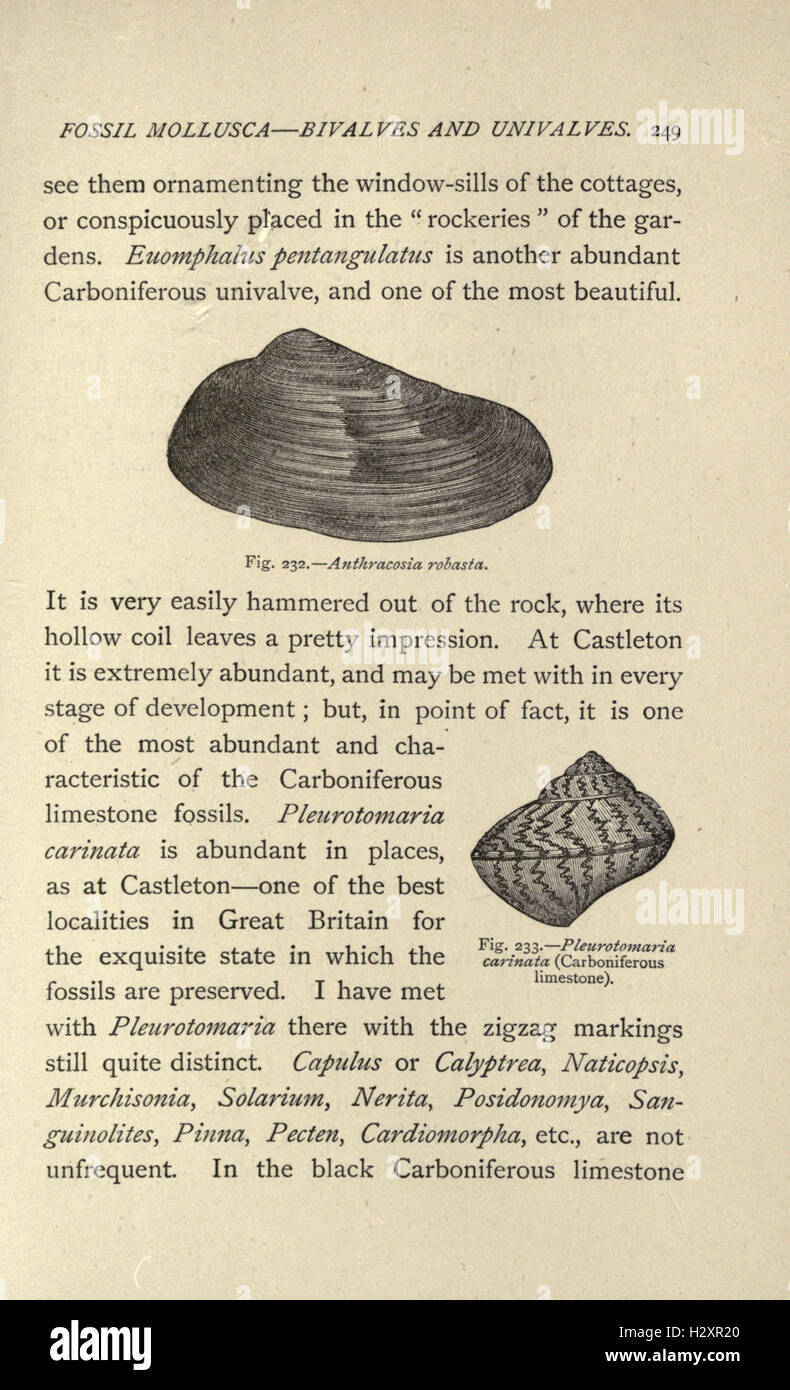 A guide to common British fossils and their locations, focusing on ...