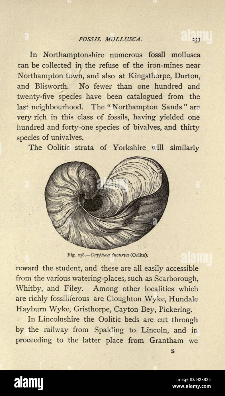 A guide to common British fossils, detailing their identification ...