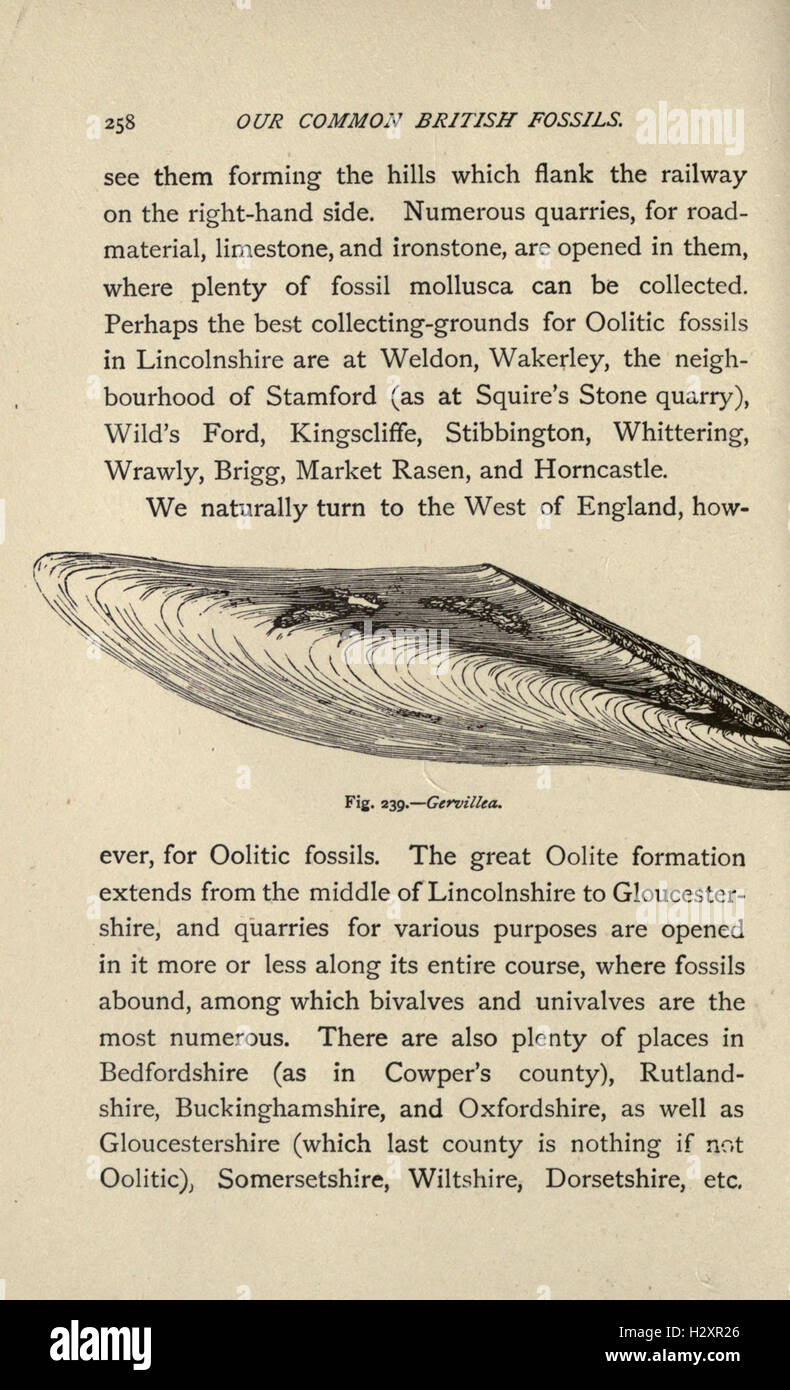 This work provides an overview of common British fossils, including ...